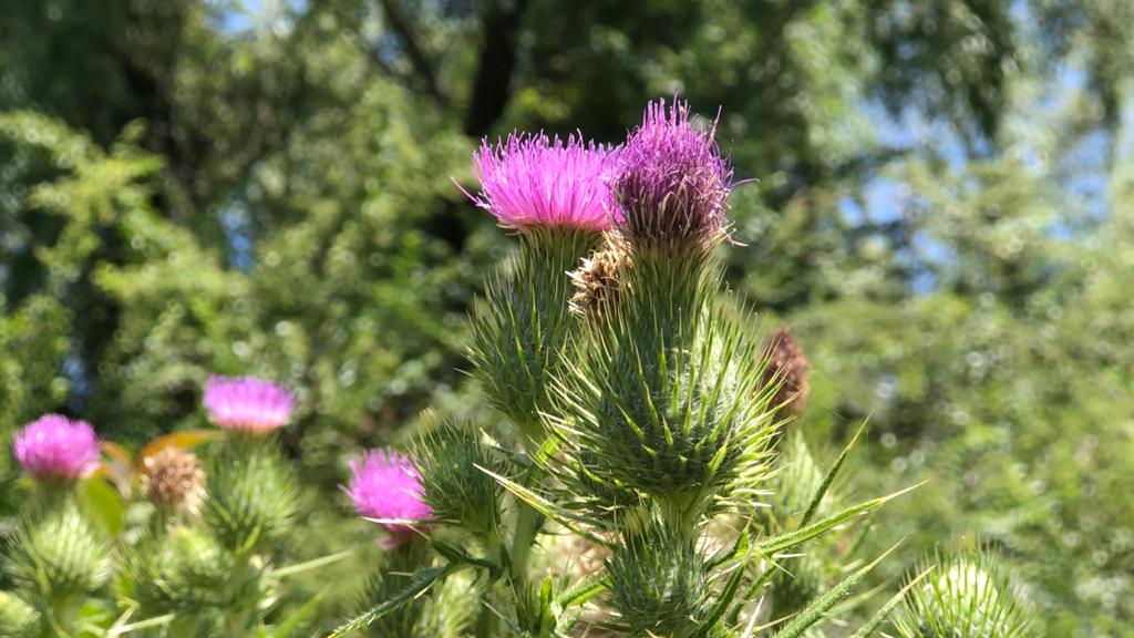 La biología: fotos e información sobre la naturaleza